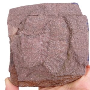 FosilPaleos | Venta de Fosiles