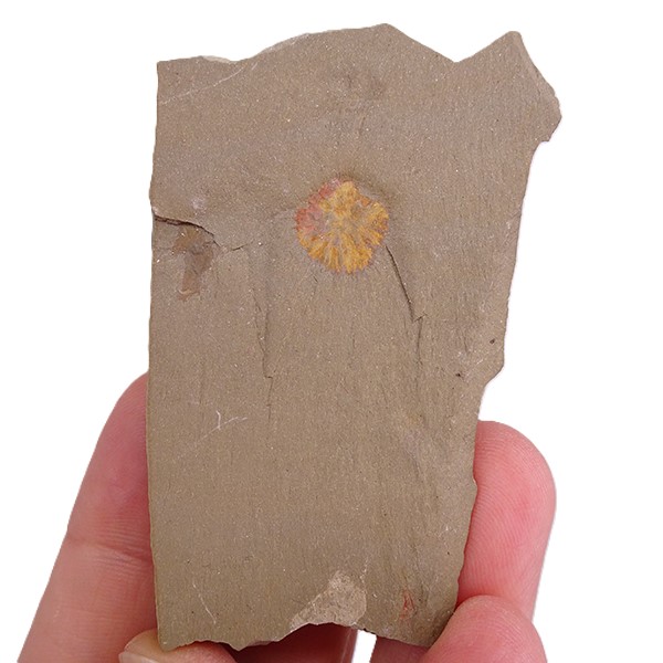 Choia sp. | FosilPaleos