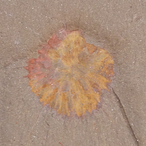 Choia sp. | FosilPaleos