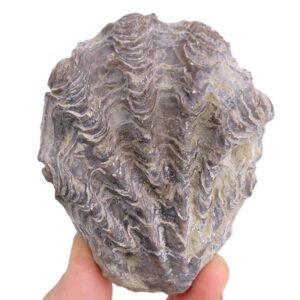 FosilPaleos | Venta de Fosiles